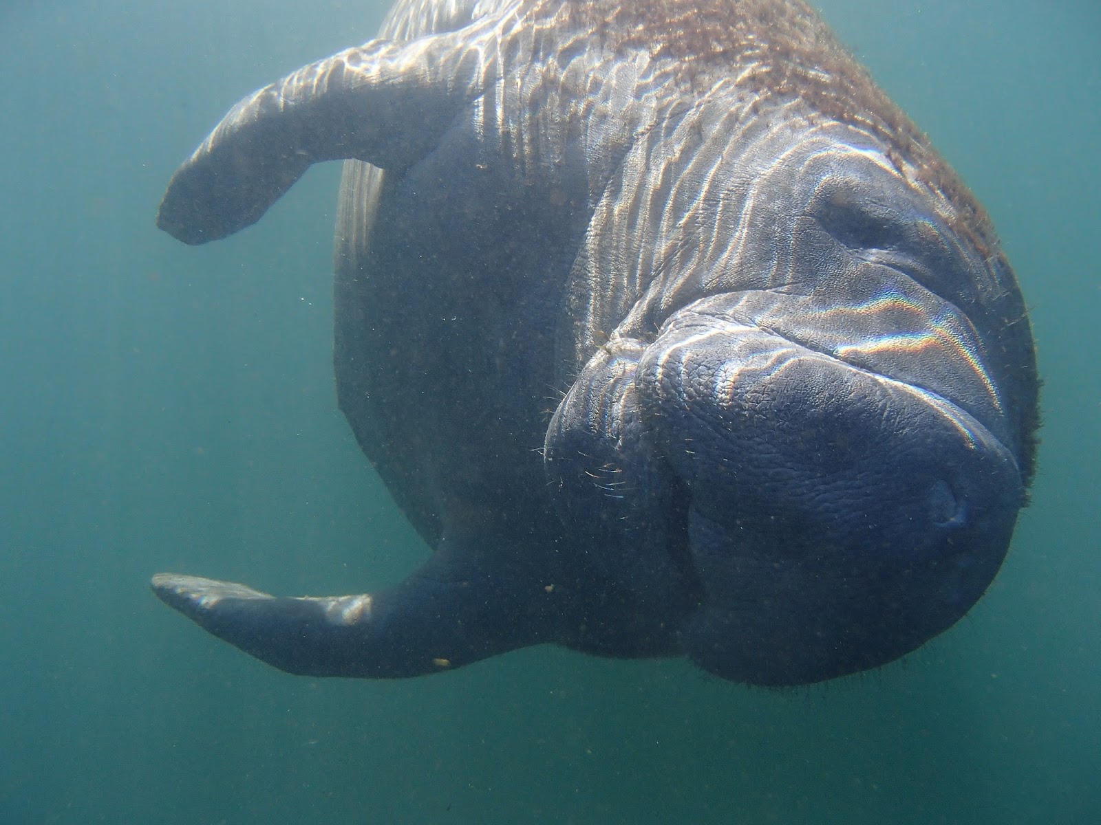 Sweet Escapes: Swimming with Manatees at Homosassa Springs