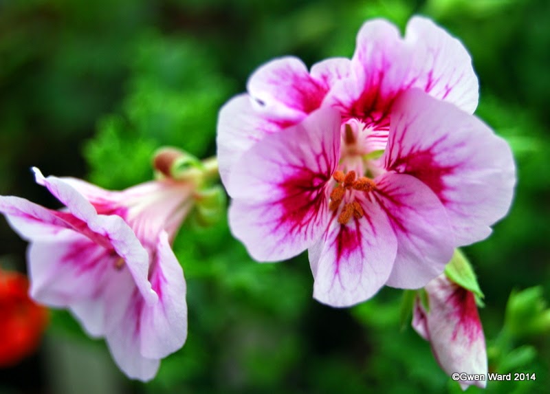 PERFECT PELARGONIUMS: Wordless Wednesday - 11/02/15 - Angel Pelargonium ...