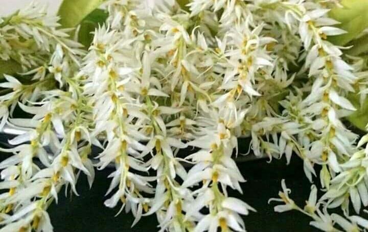 Tiger Lady သဇင္သင္းျပန္ေတာ့