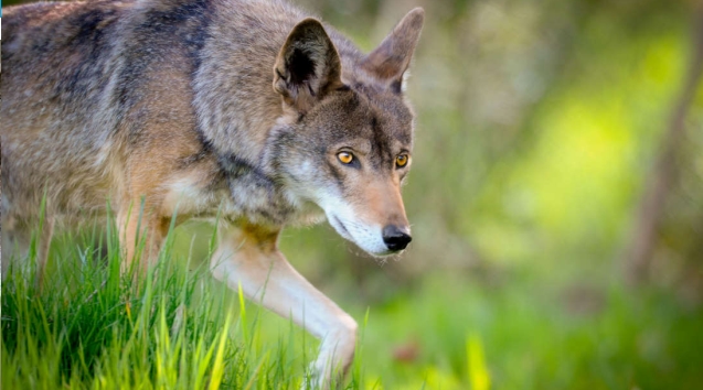 White Wolf : Senate Wants To Force The Critically Endangered Red Wolf ...