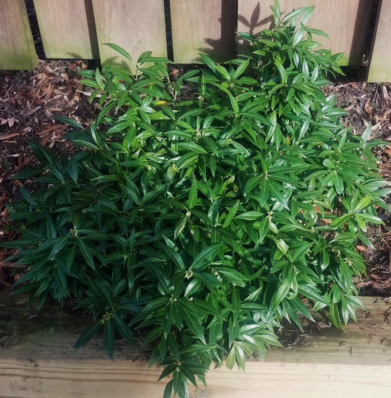 Future Plants by Randy Stewart: Sarcococca - Sweet Box