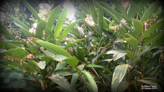 Meu Cantinho Verde: GENGIBRE-CONCHA, ALPÍNEA - ( Alpinia zerumbet )