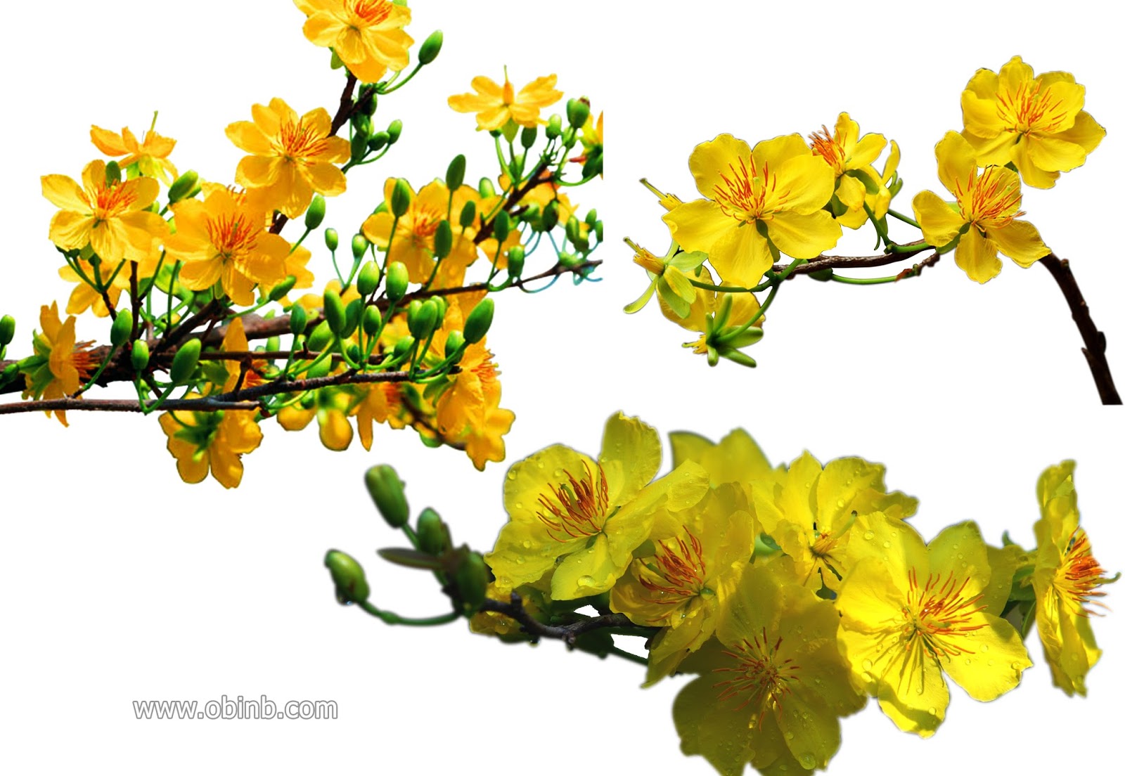 Tổng hợp Psd Hoa Đào - Hoa Mai tết miễn phí chất lượng cao cho designer ...