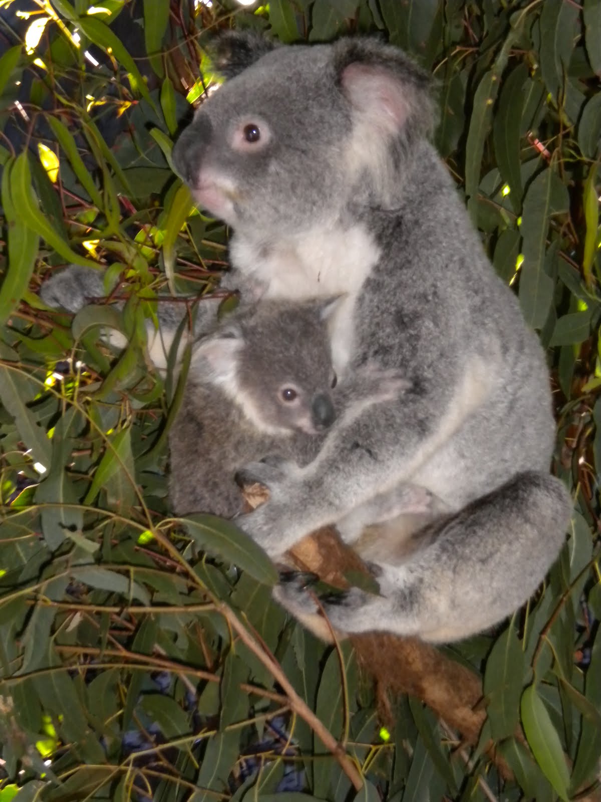 Földrajz-Mikes: Ausztrália - Állatok