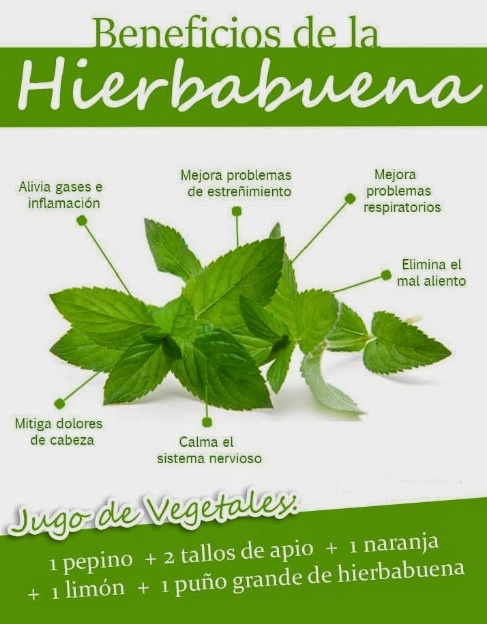 La hierbabuena y sus usos medicinales. ~ Natwiki