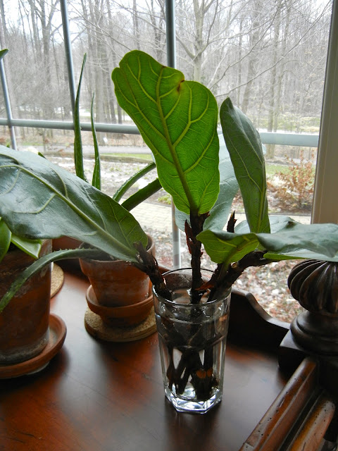 a curious gardener: caring for and propagating fiddle leaf figs