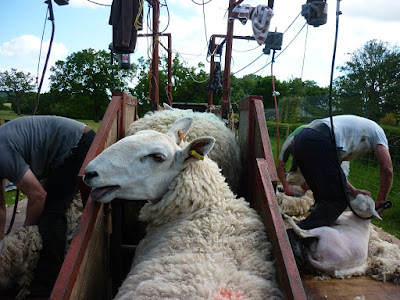 An English Homestead: Sheep Shearing