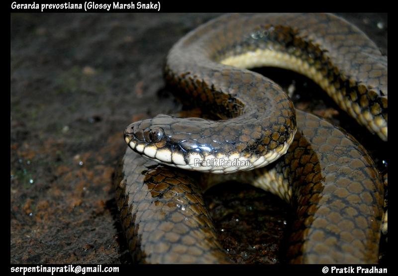 Reptile Research and Conservation Trust Of India: 30 Species Of Indian ...