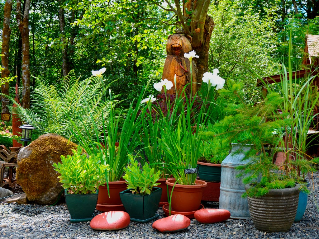 World of Irises: Iris ensata, Iris laevigata and Pseudata in Containers