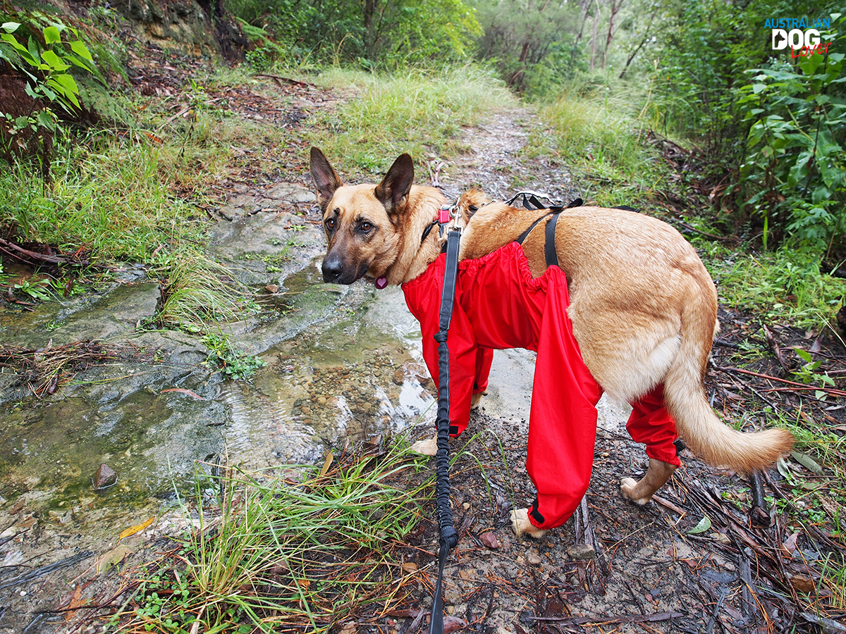 The Dog Trouser Company now in Australia | Australian Dog Lover