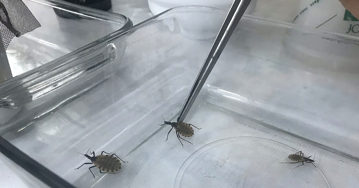 Creepy Dreadful Wonderful Parasites: Case of the Week 533