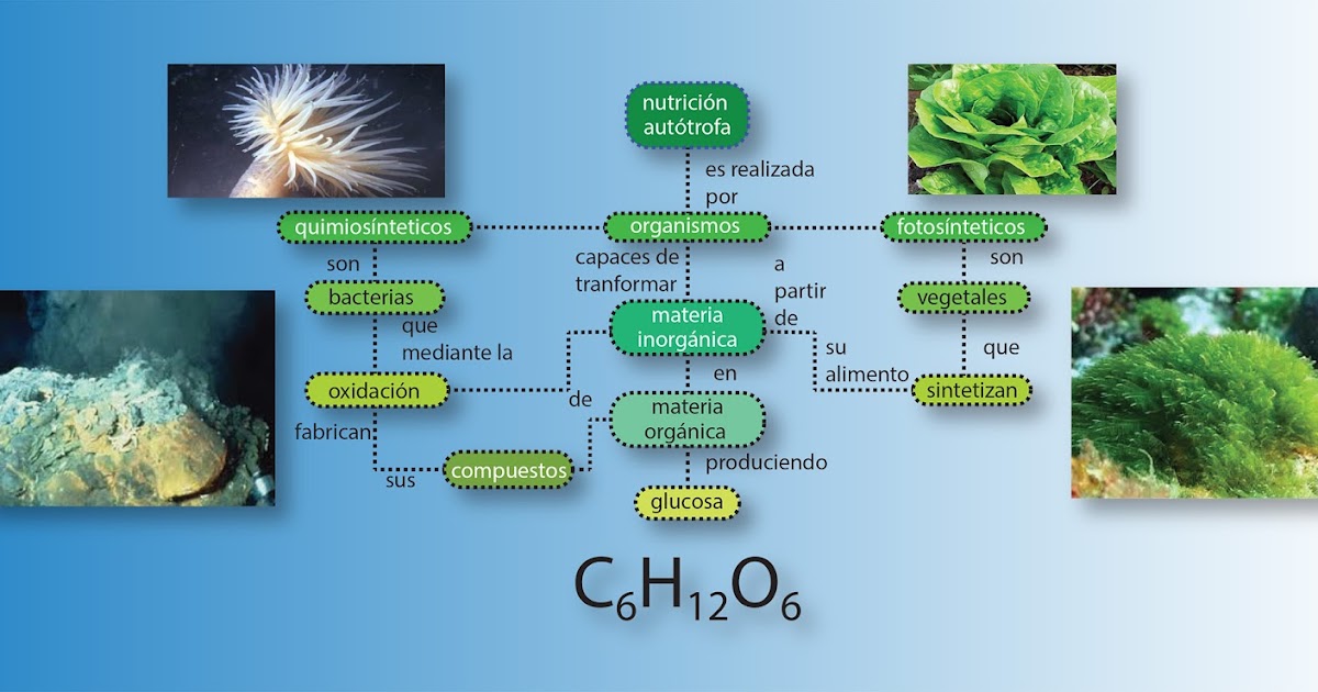 biologiasandany : nutrición autótrofa