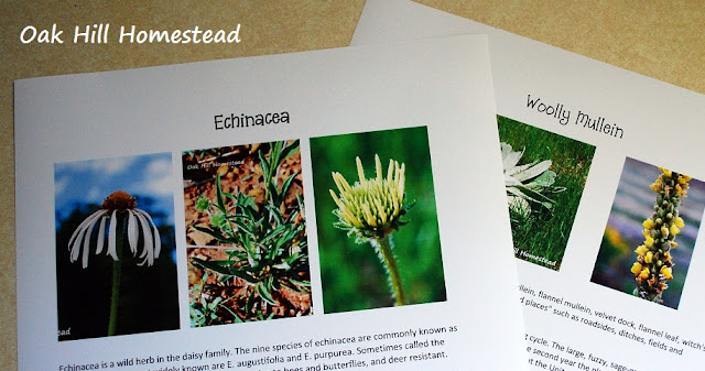 DIY Herb Field Guide - Oak Hill Homestead