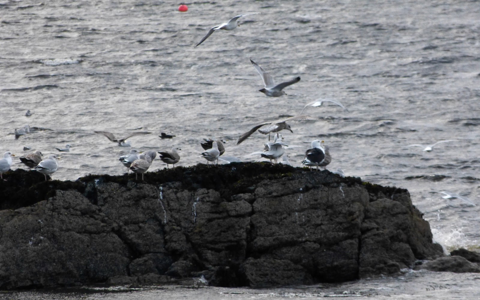 A Kilchoan Diary: Gull Invasion