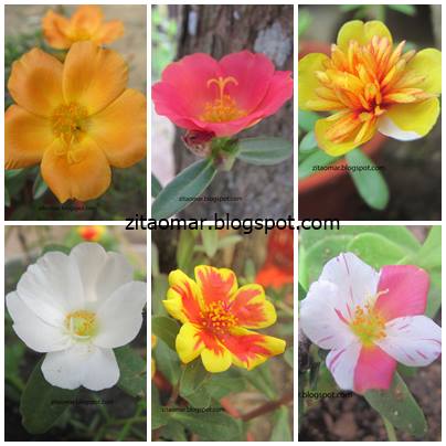 ...SeKaDaR CoReTaN....: BUNGA JARI LIPAN..@ ROSE JEPUN