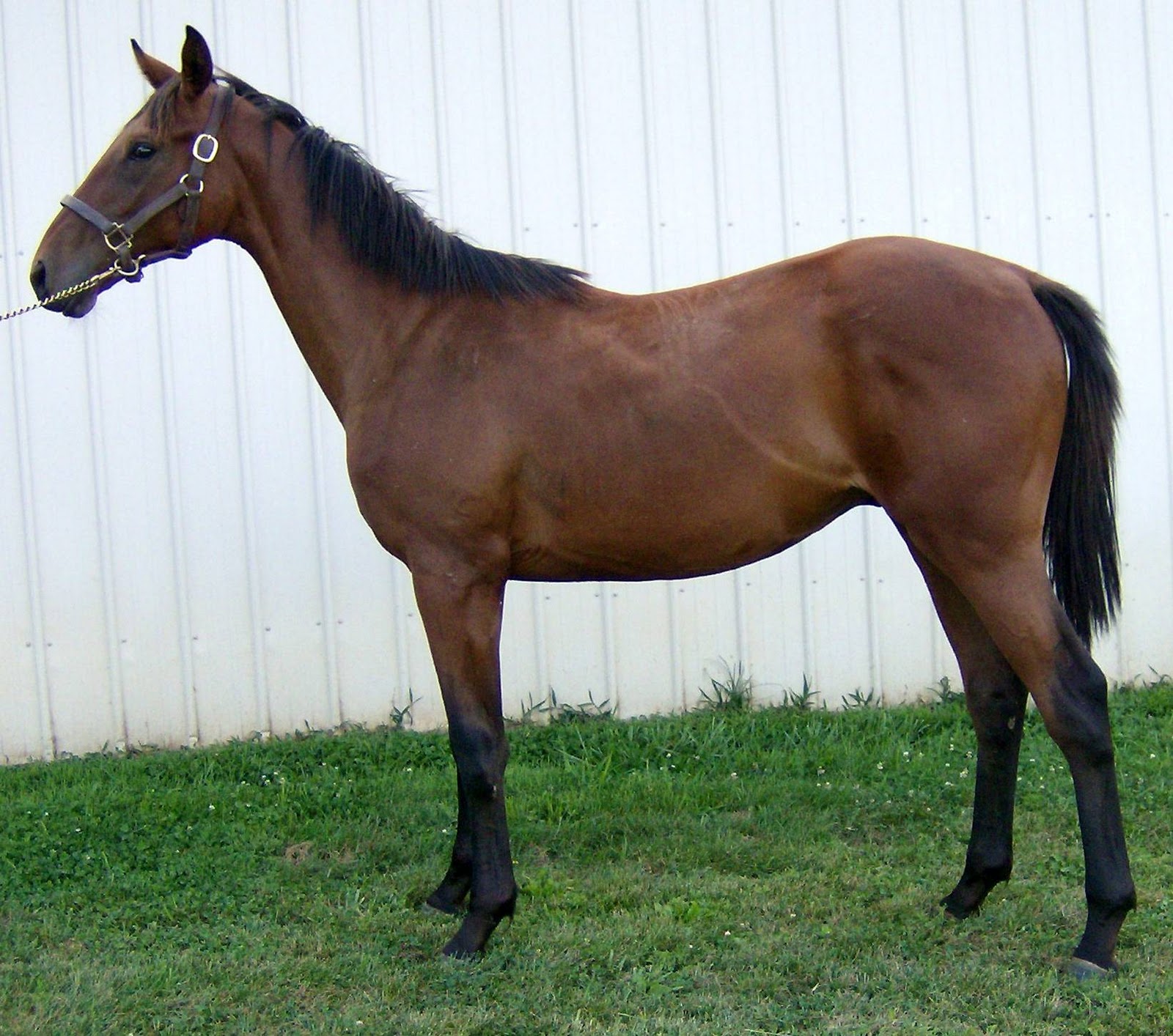 Critter Sitter's Blog: Maturation of the Horse