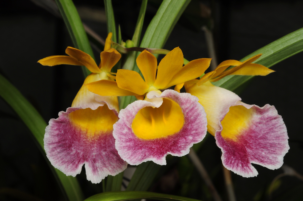 ORQUÍDEAS SEM SEGREDOS: ORQUÍDEA GALEANDRA