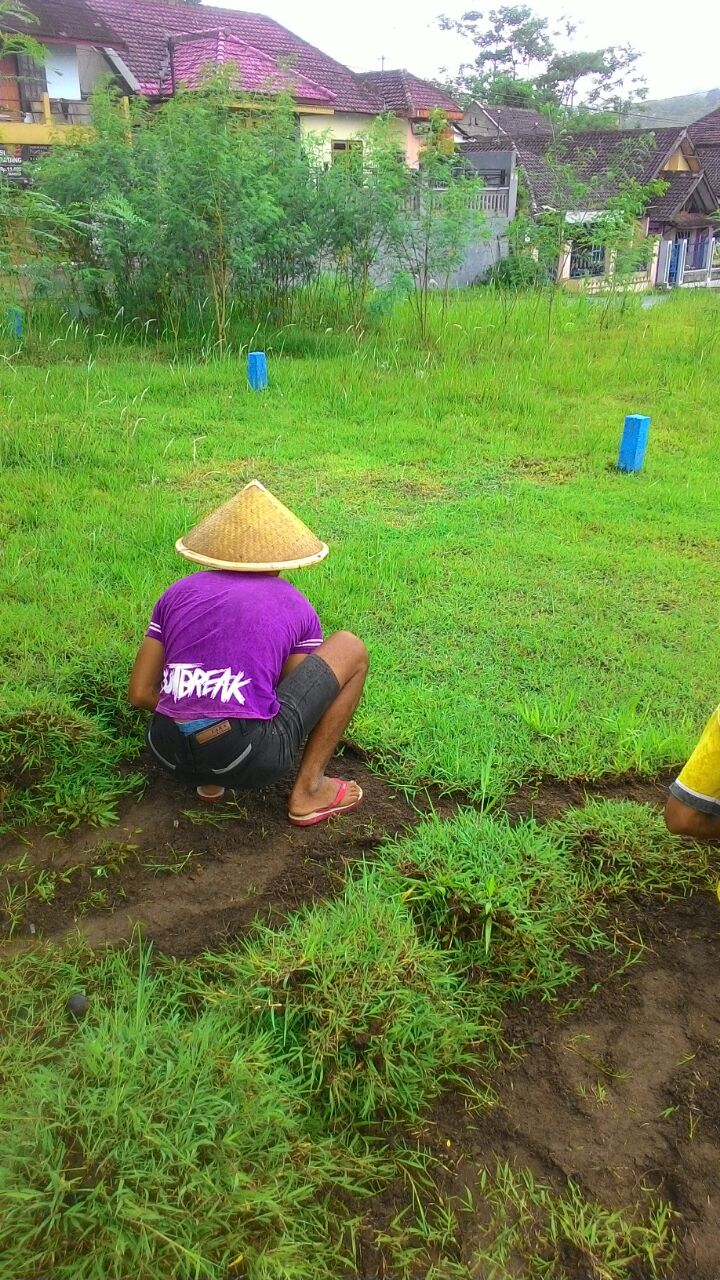 Harga Rumput embun pagi lamuran surabaya. Harga Rumput embun pagi ...