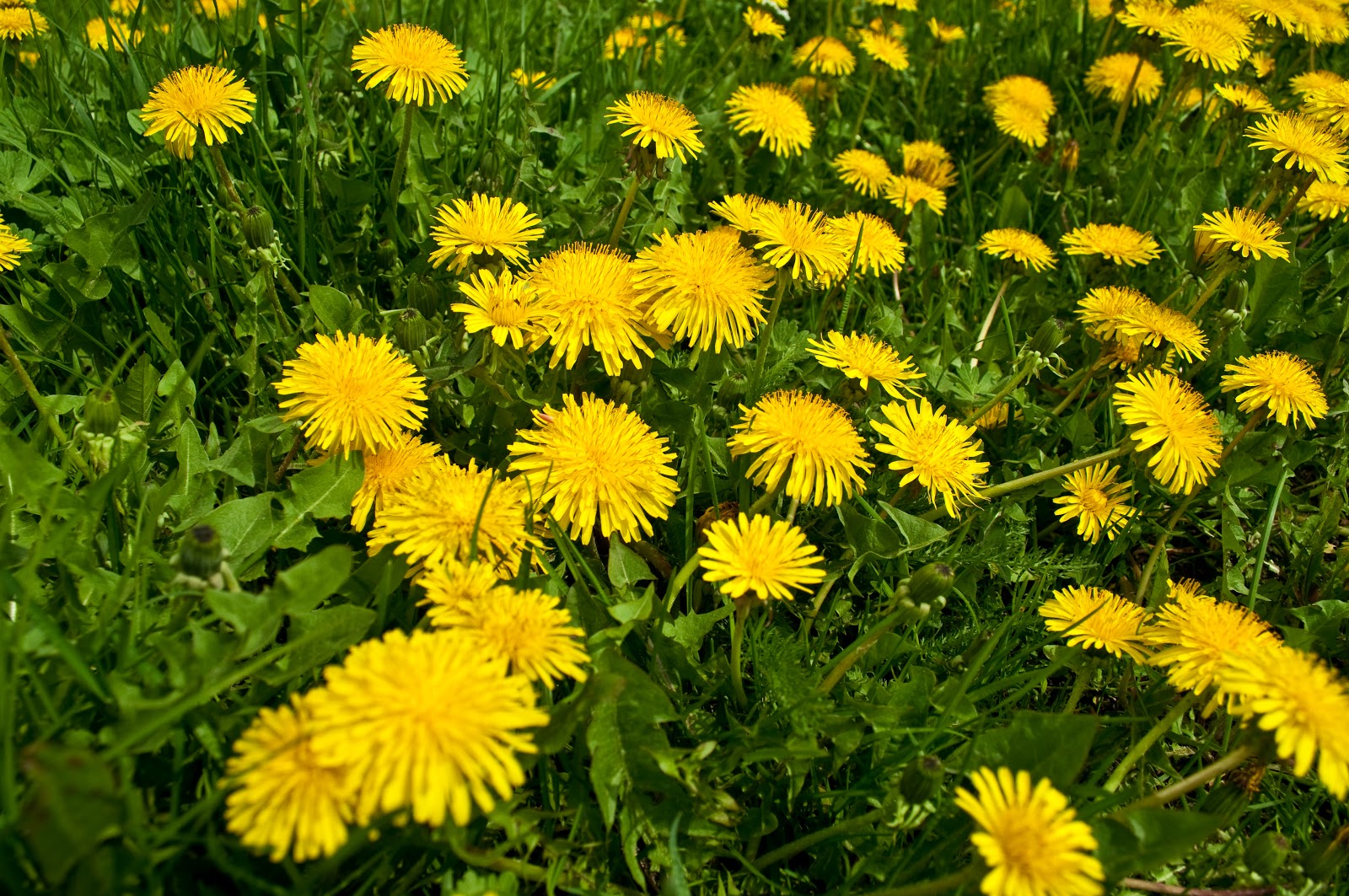 Pavasaris fotogrāfijās