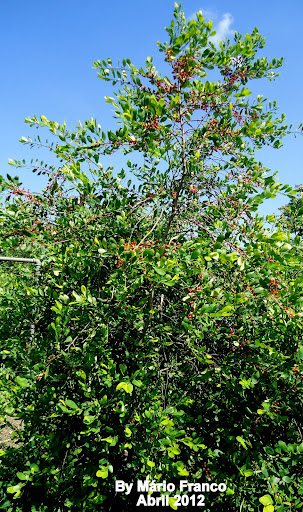 Meu Cantinho Verde: COCA - ( Erythroxylum coca )