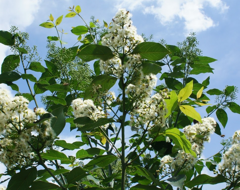 OUR PHILIPPINE TREES: Arki's Blooming Bagras!