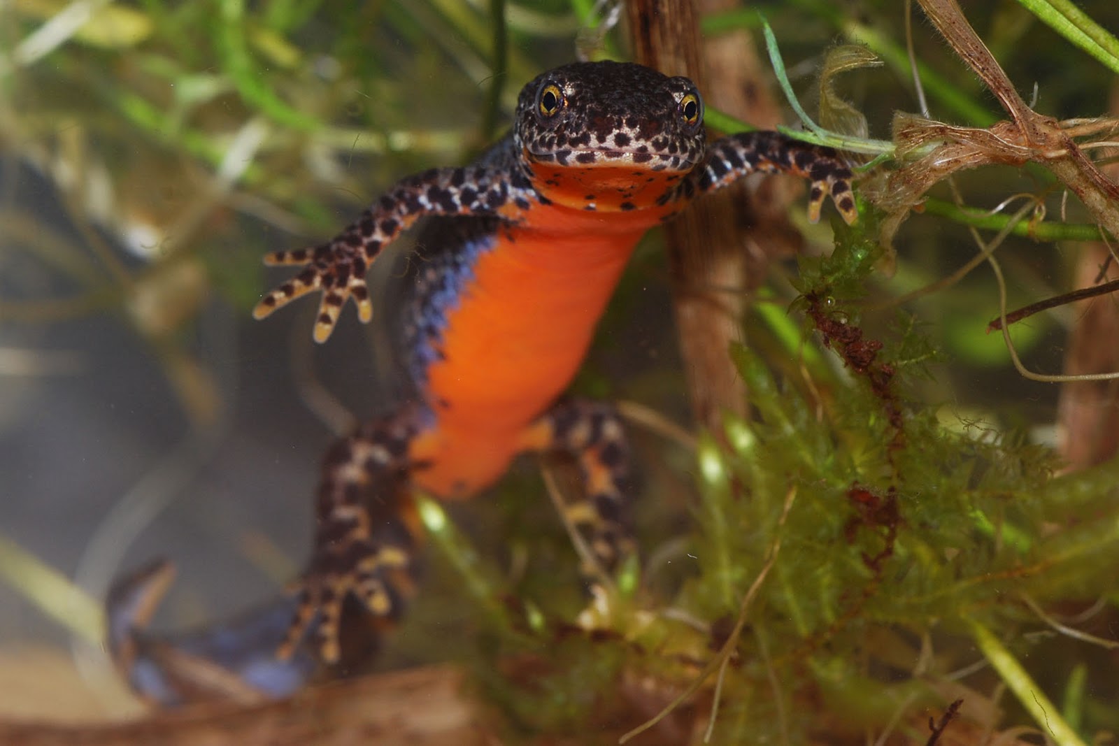 Yorkshire Field Herping and Wildlife Photography: Another Good Day in ...