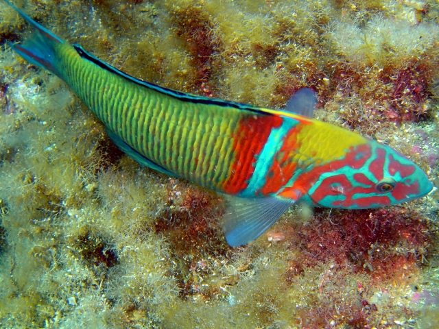 peces del estrecho: peto y pez verde