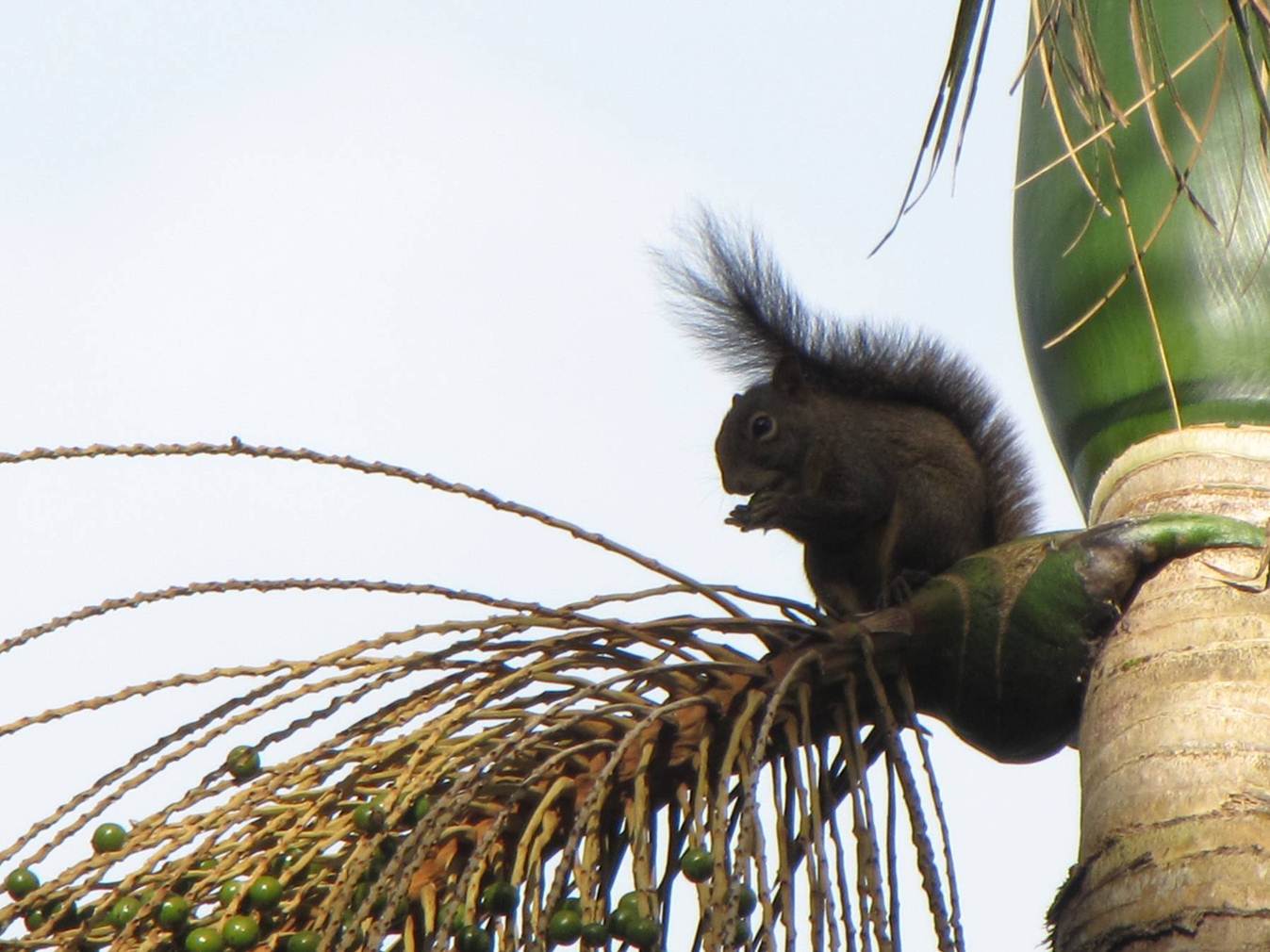 FAUNA DO RIO: janeiro 2013