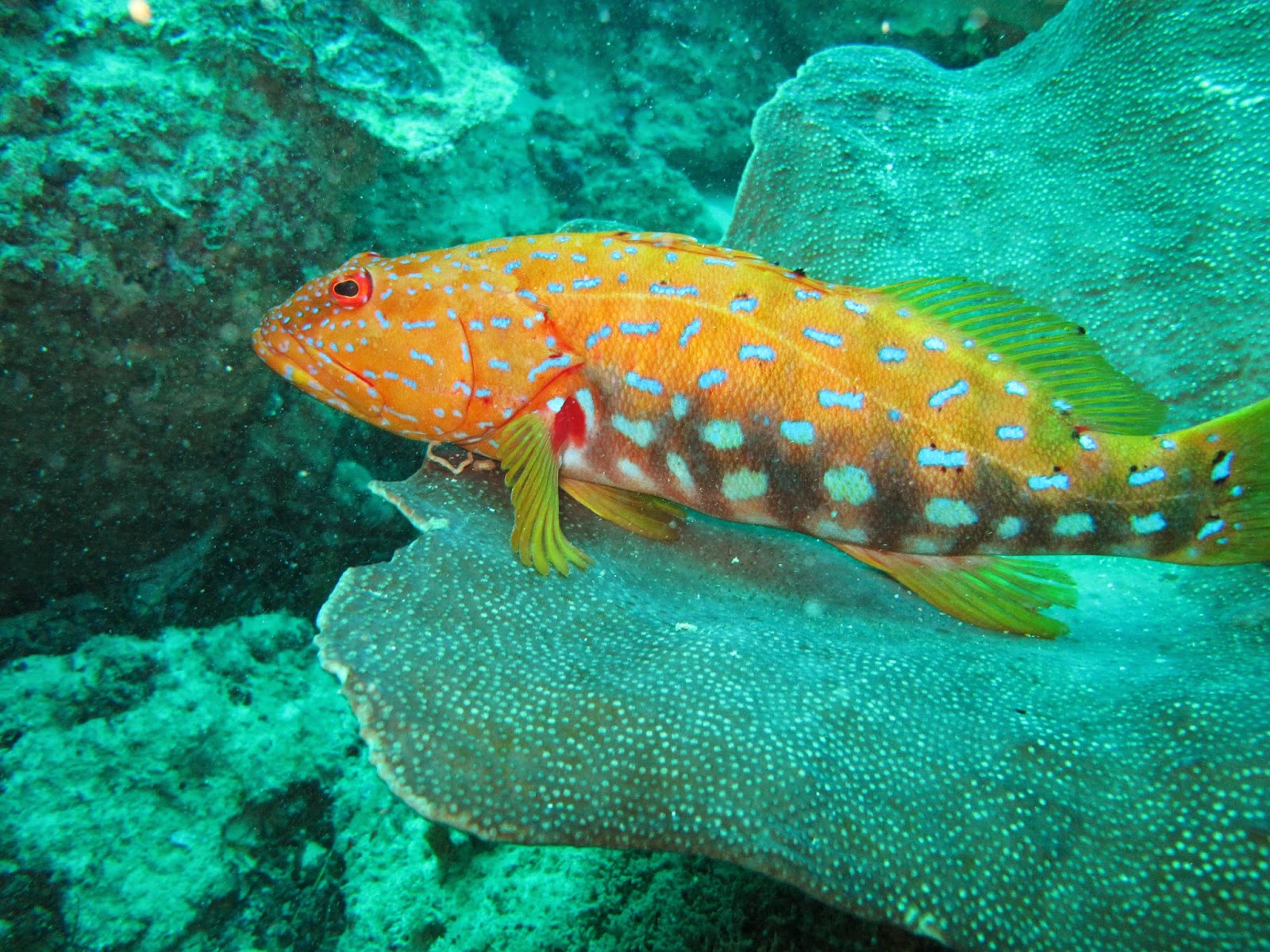 BillsDiving: Harlequin Fish