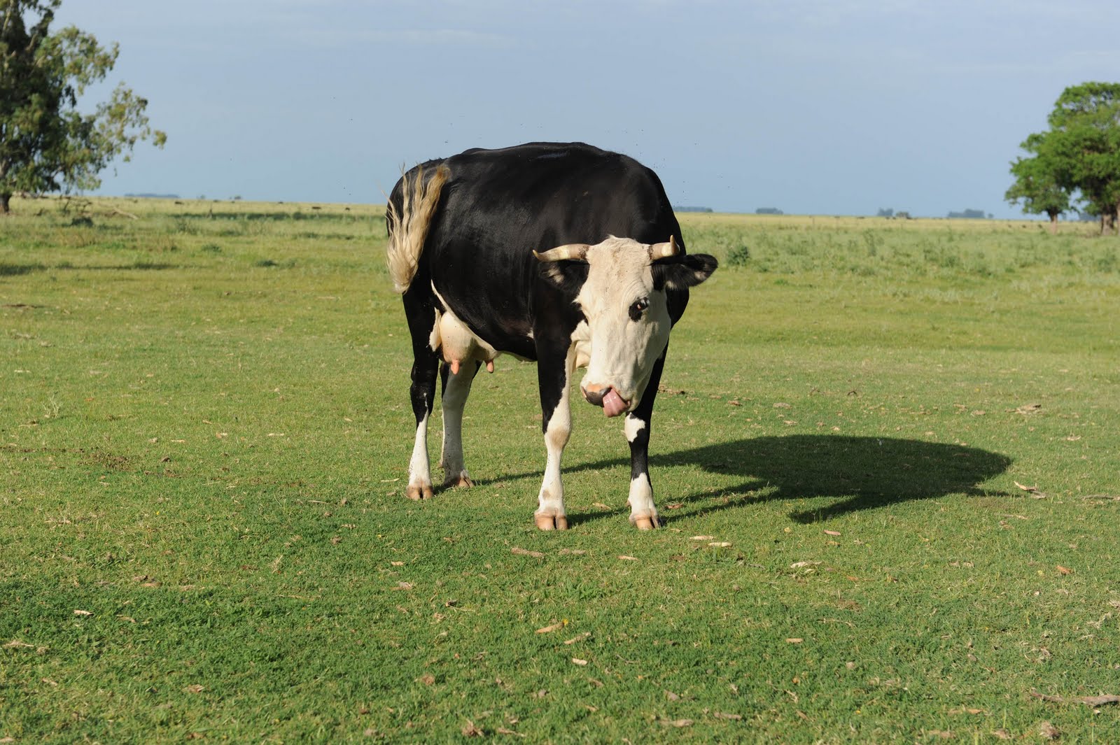 Howman Adventures: Pampas and Gauchos (By Xander)