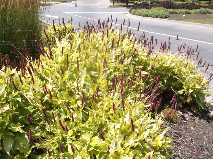 Future Plants by Randy Stewart: Fleece Flower & Knotweed