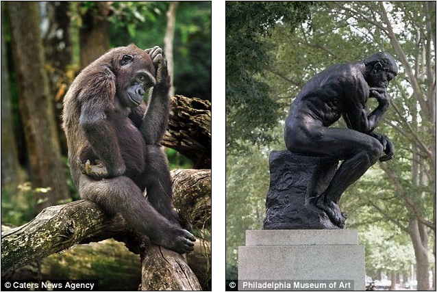 ForAnimalLover: I'm the king of the Thinkers: Pensive gorilla strikes ...