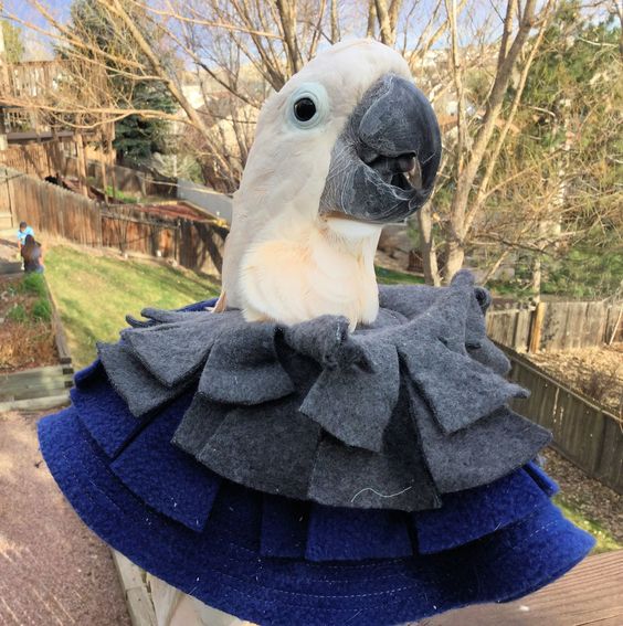 Winrose Animal Hospital Blog: Feather Picking in Pet Birds