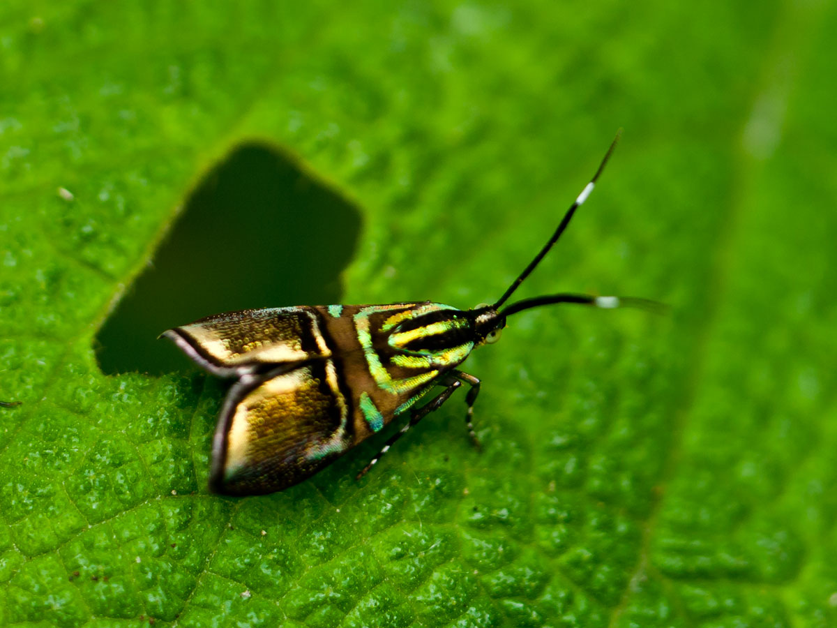 tower record: 閃耀金屬光澤的叉紋閃舞蛾 Saptha divitiosa Walker (Moth)