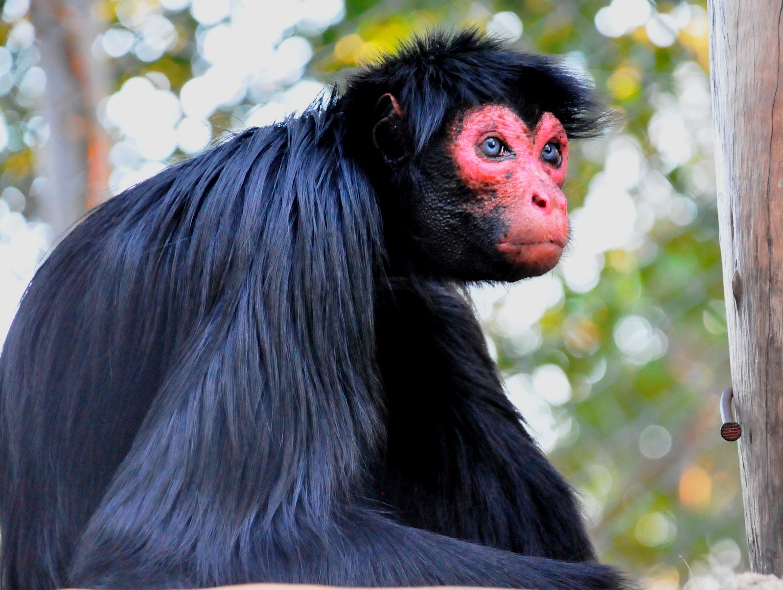 Miron Neto: Macaco de olhos azuis é o novo galã do Gramadozoo