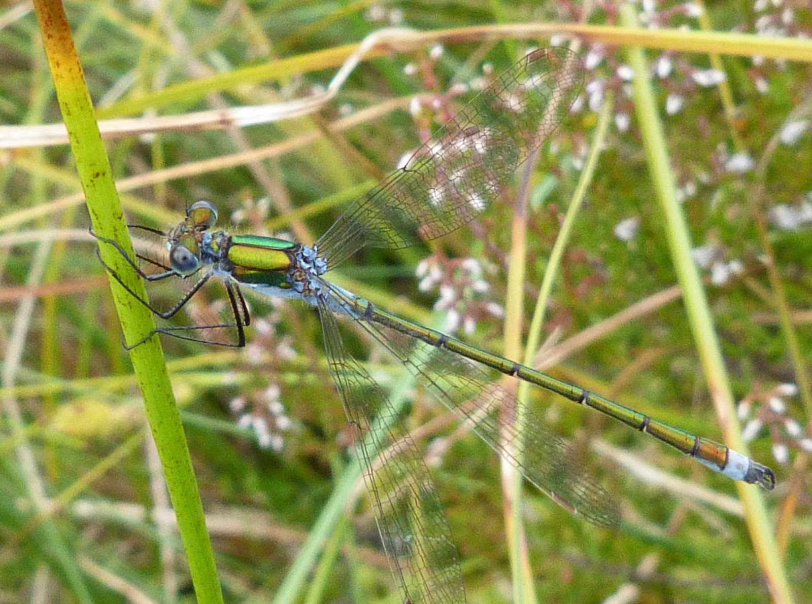 Insects of Scotland: Dragonflies/Damselflies