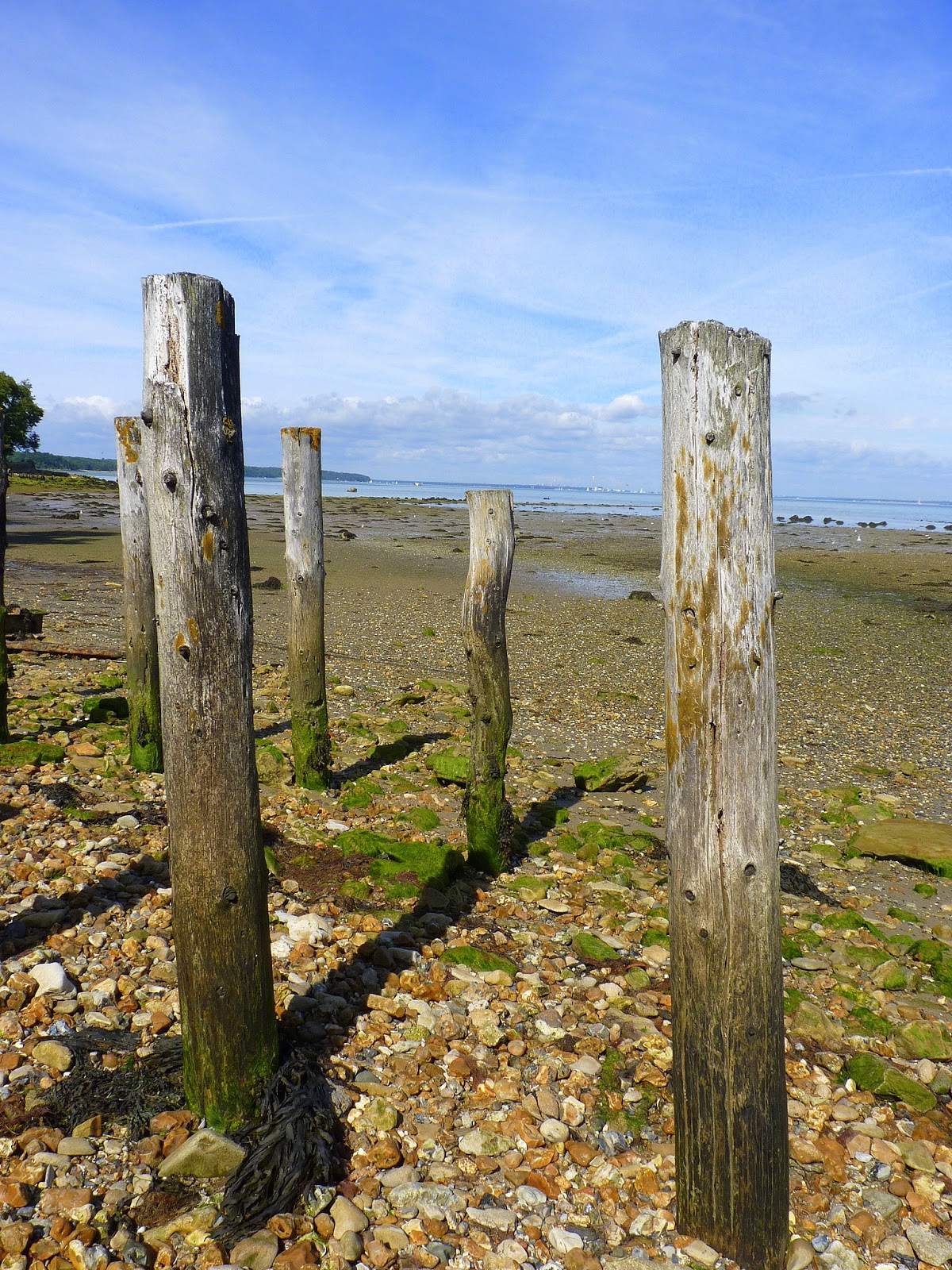 Birding For Pleasure: Birds and Binstead Beach