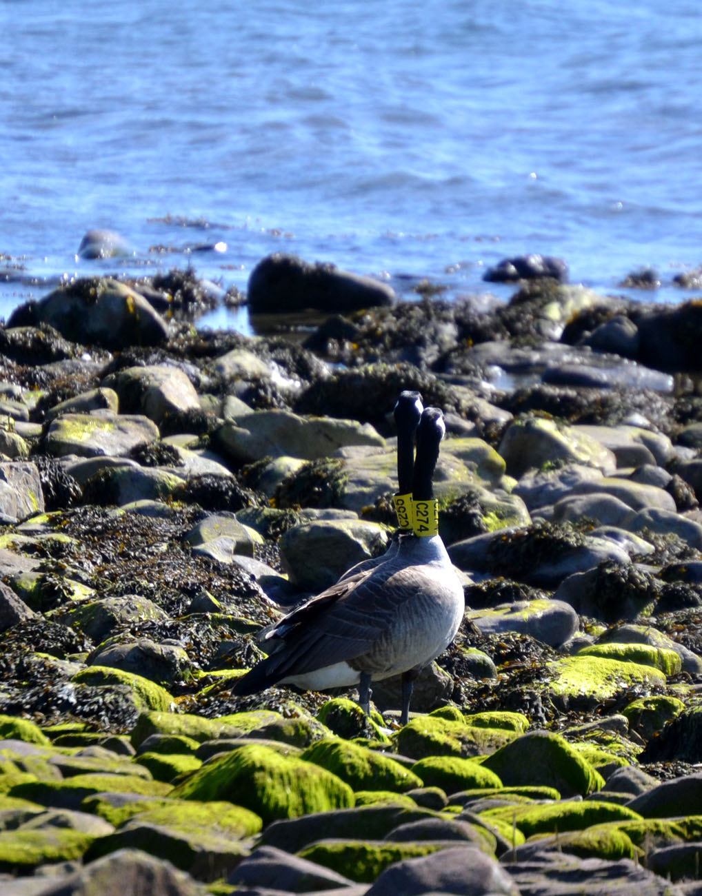 Woods Walks and Wildlife: Herons Abound at Silver Sands State Park