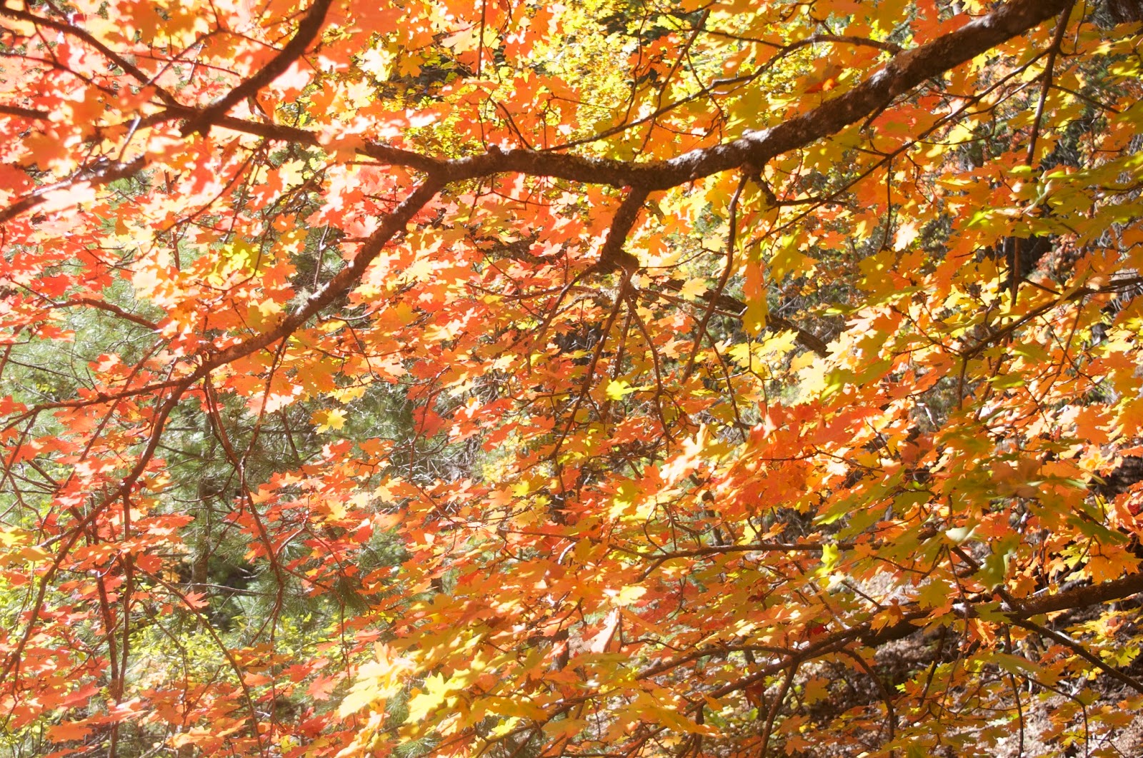 Southern New Mexico Explorer: Apple Tree Canyon Trails( FT 5601,5601A ...