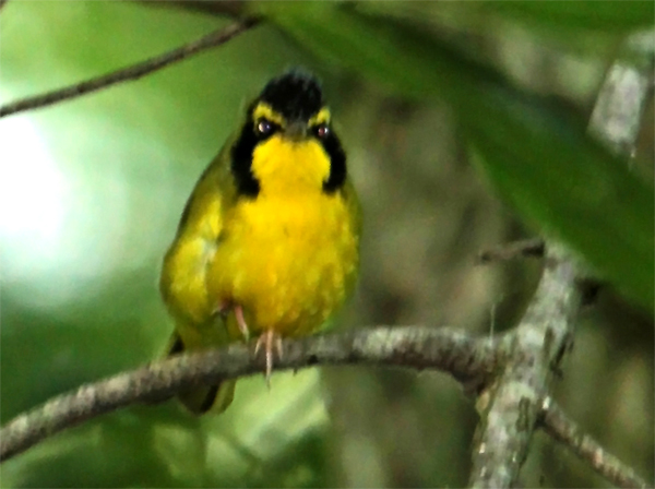 Bellas Aves de El Salvador: Geothlypis formosa ( chipe cachete negro o ...