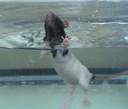 Principles of the Gospel: Nazis, Rats and a More Excellent Hope