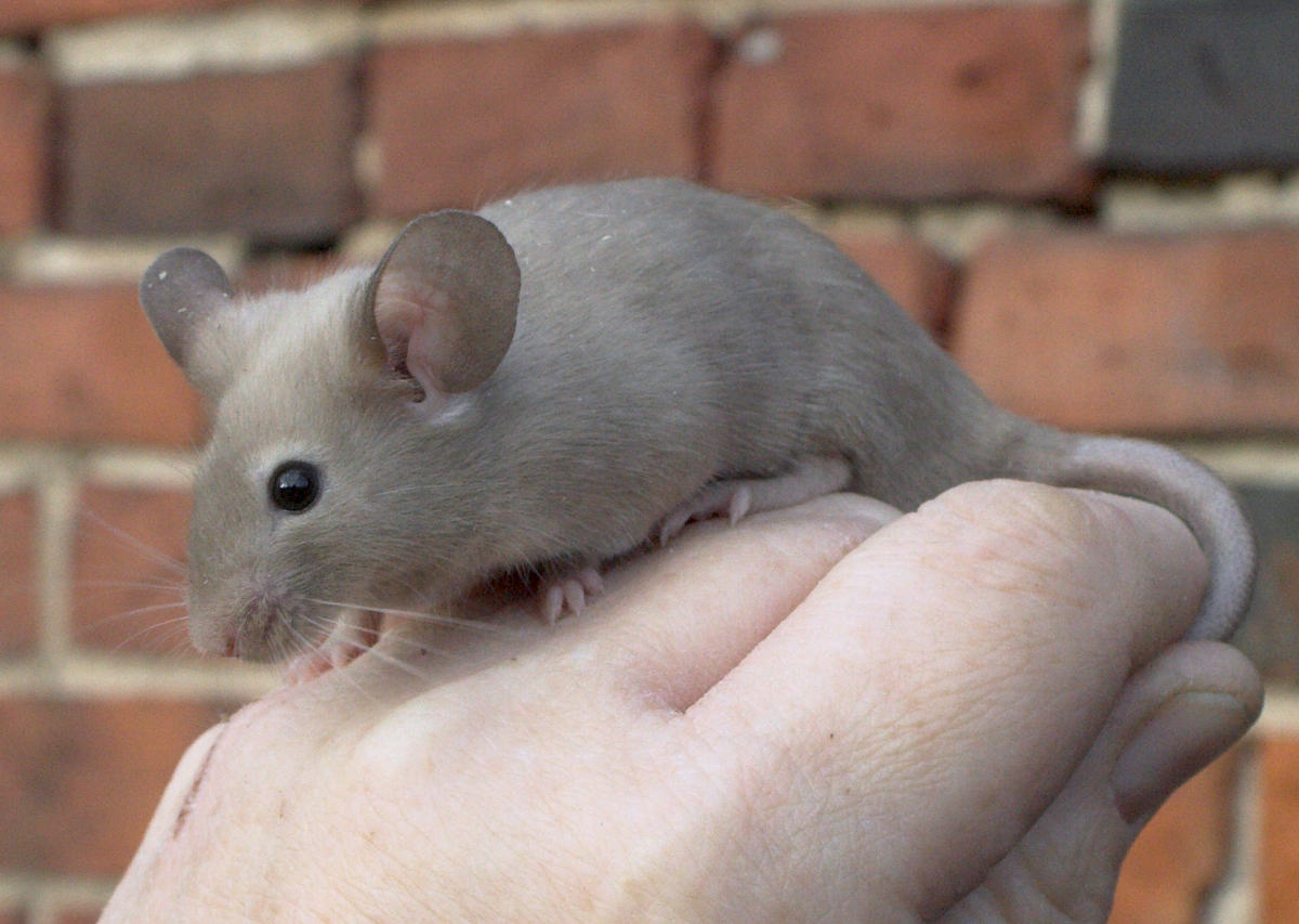 Picobello. Hodowla myszy rasowych.