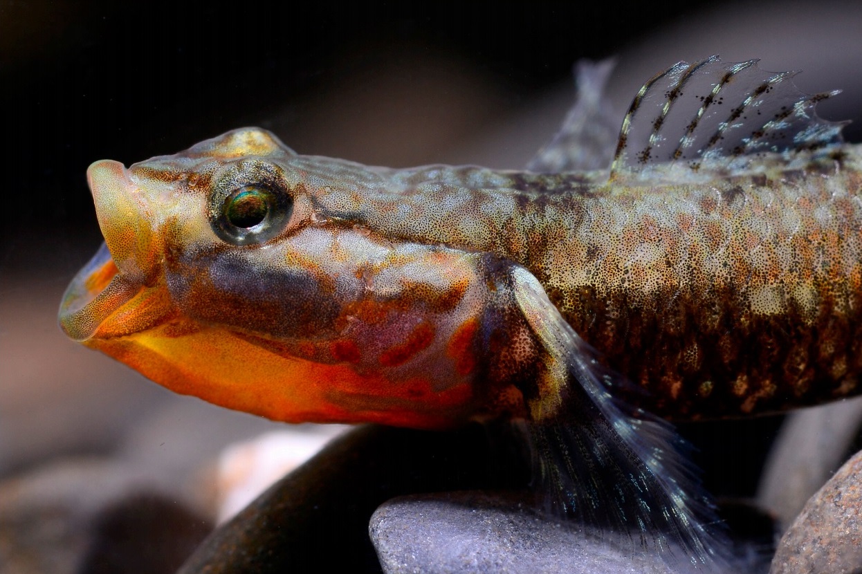 Species New to Science: [Ichthyology • 2018] Rhinogobius immaculatus ...