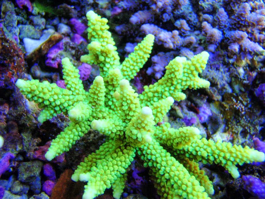 Peces y plantas ornamentales: Acropora formosa - Acropora
