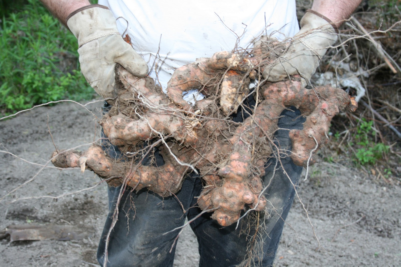 Inside Bobby's Head: Ever seen a Briar Root?