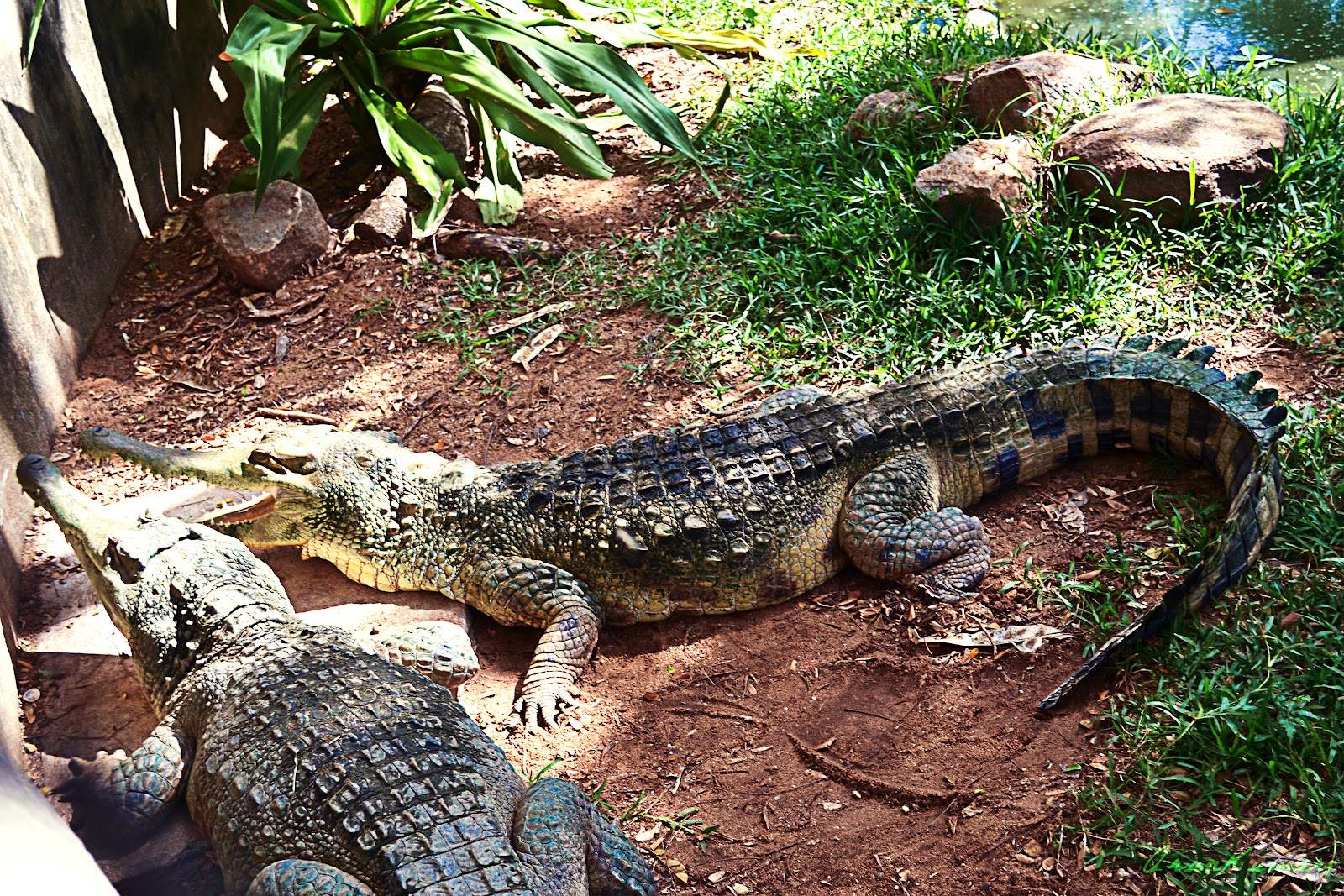 The Light Capturer - Arun Kumar V: The Madras Crocodile Bank Trust and ...