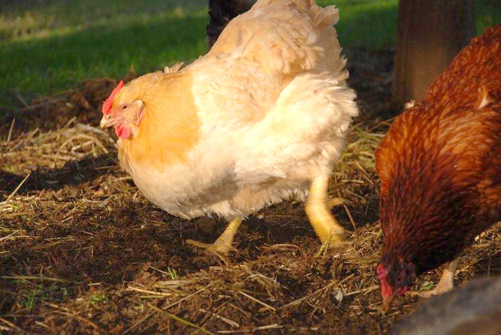 Applegarth Farm: free range chickens