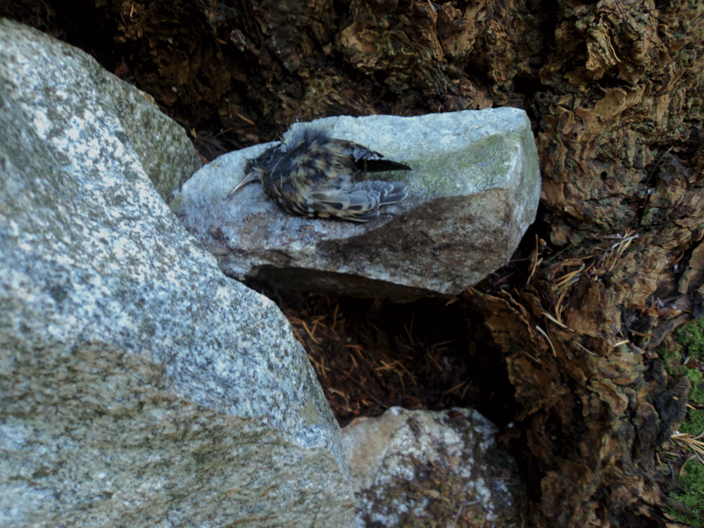 The Journey Oracle: How to bury a bird in the air