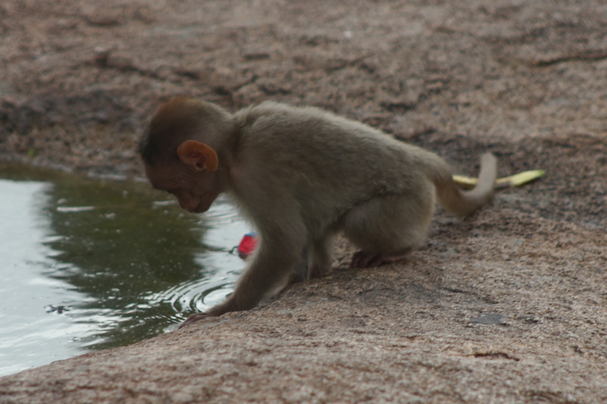Journeys across Karnataka: monkeys of Anjanadri Betta