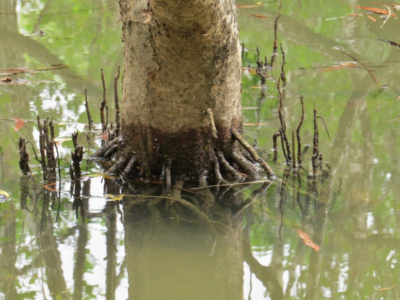 Queensland Coast: How did Mangroves Evolve?